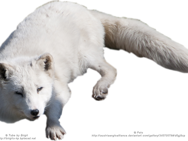 Download Arctic Fox Clipart Transparent - Portable Network Graphics ...