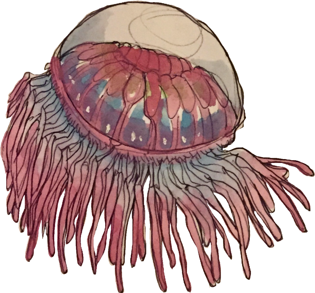 Download Some Transparent Deep Sea - Illustration - Full Size PNG Image ...
