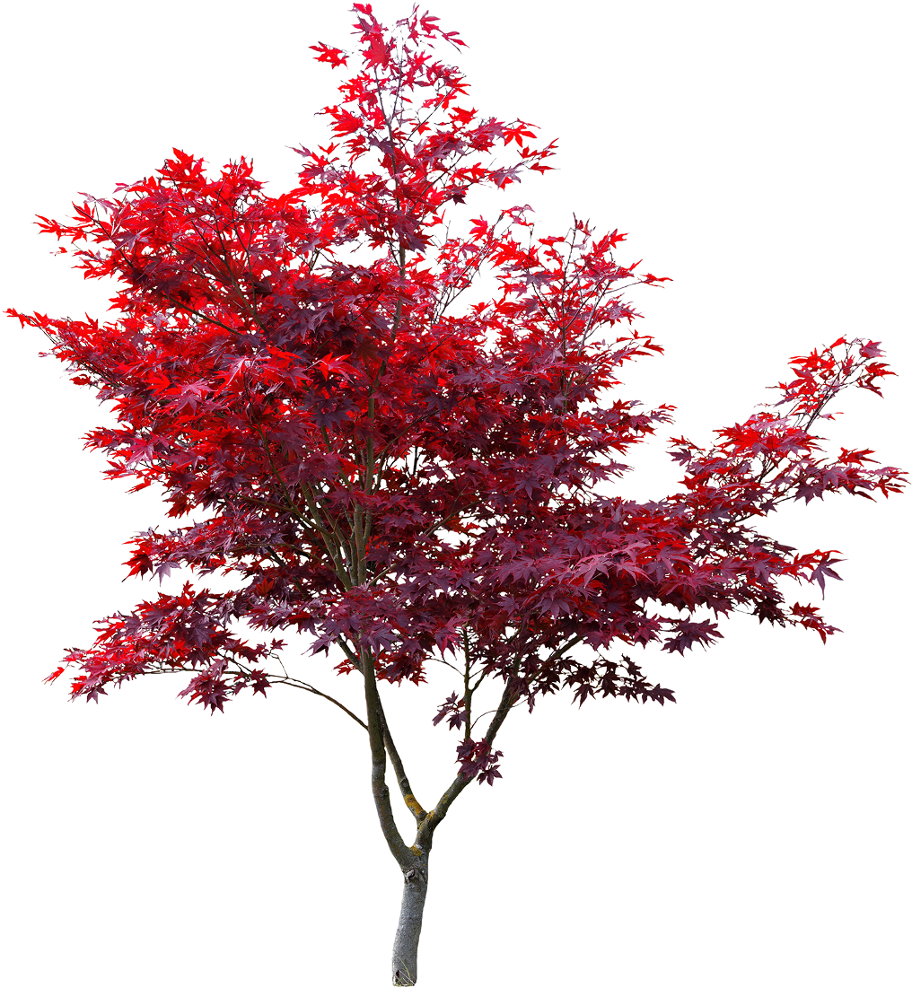 Download Transparent Tree Sticker - Japanese Maple Cut Out - PNGkit