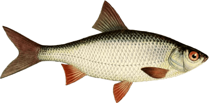 Download Free Png Download Fish Png Images Background Png Images ...