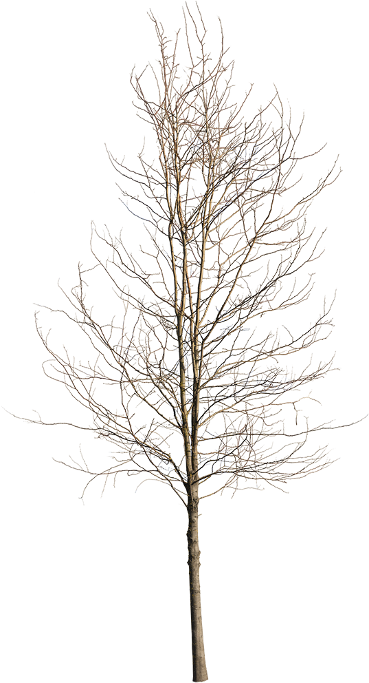 Download Deciduous Tree Winter Iv - Birch - Full Size PNG Image - PNGkit