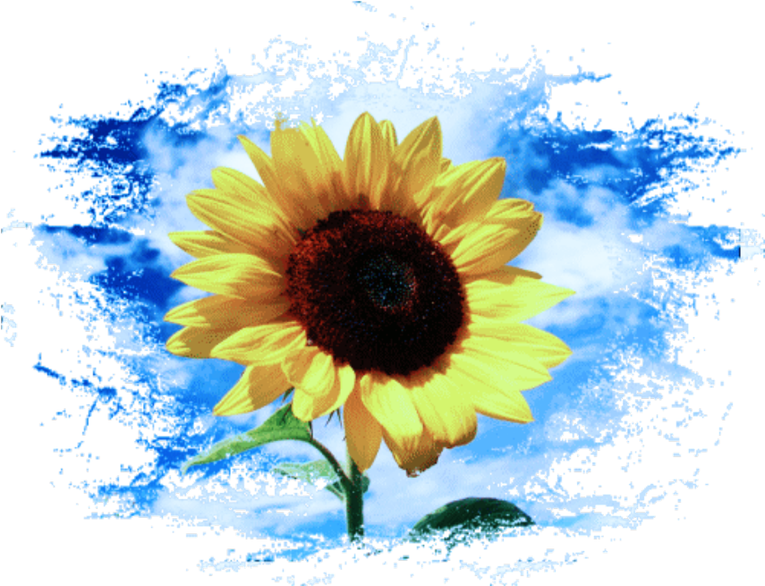 Download Sunflower Sticker - Sunflower - Full Size PNG Image - PNGkit