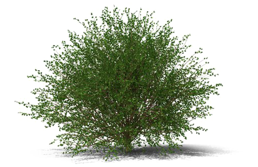 Download Shrub Transparent Image - Juniper Shrub Png - Full Size PNG ...