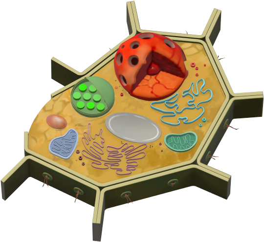 Download Plant Cell 3d - Illustration - Full Size PNG Image - PNGkit
