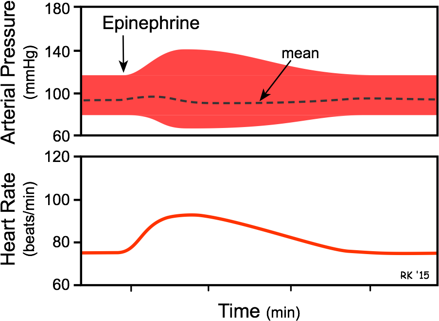 Download Epinephrine Effects On Blood Pressure And Heart Rate ...