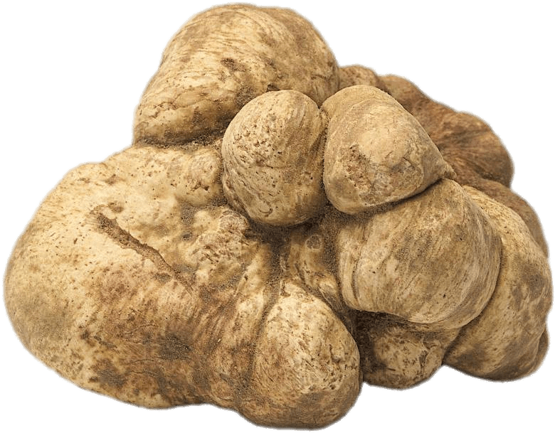 Download Food - Truffles - Piedmont White Truffle - Full Size PNG Image ...