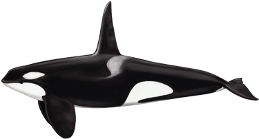 Download Killer Whale - Full Size PNG Image - PNGkit