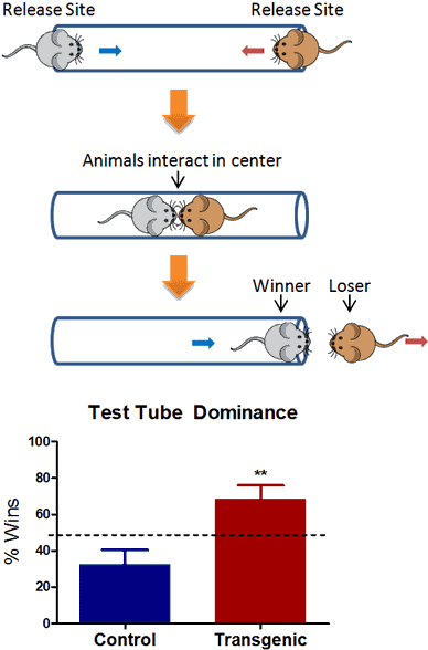 Download Tube Dominance Test - Dominance Test Mice - Full Size PNG ...