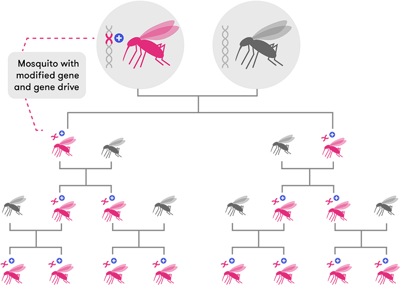 Download A Diagram Showing The Inheritance Pattern Of A Modified - Full ...