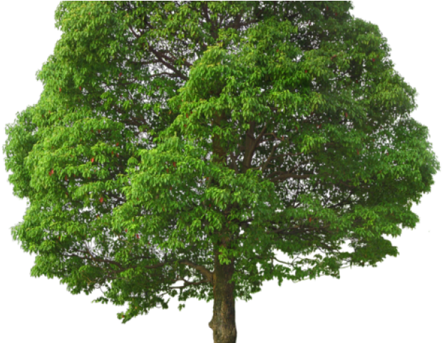 Download Photoshop Clipart Arch Tree - รูป ต้นไม้ Png - Full Size PNG ...