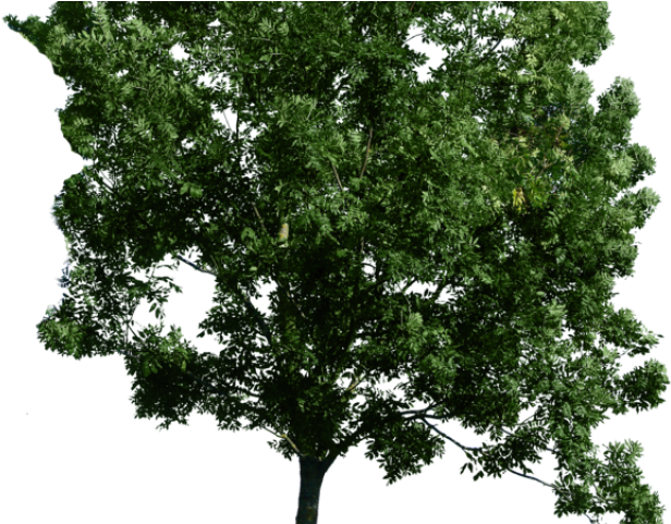 Download Photoshop Clipart Tree - Tree Png For Photoshop - Full Size ...