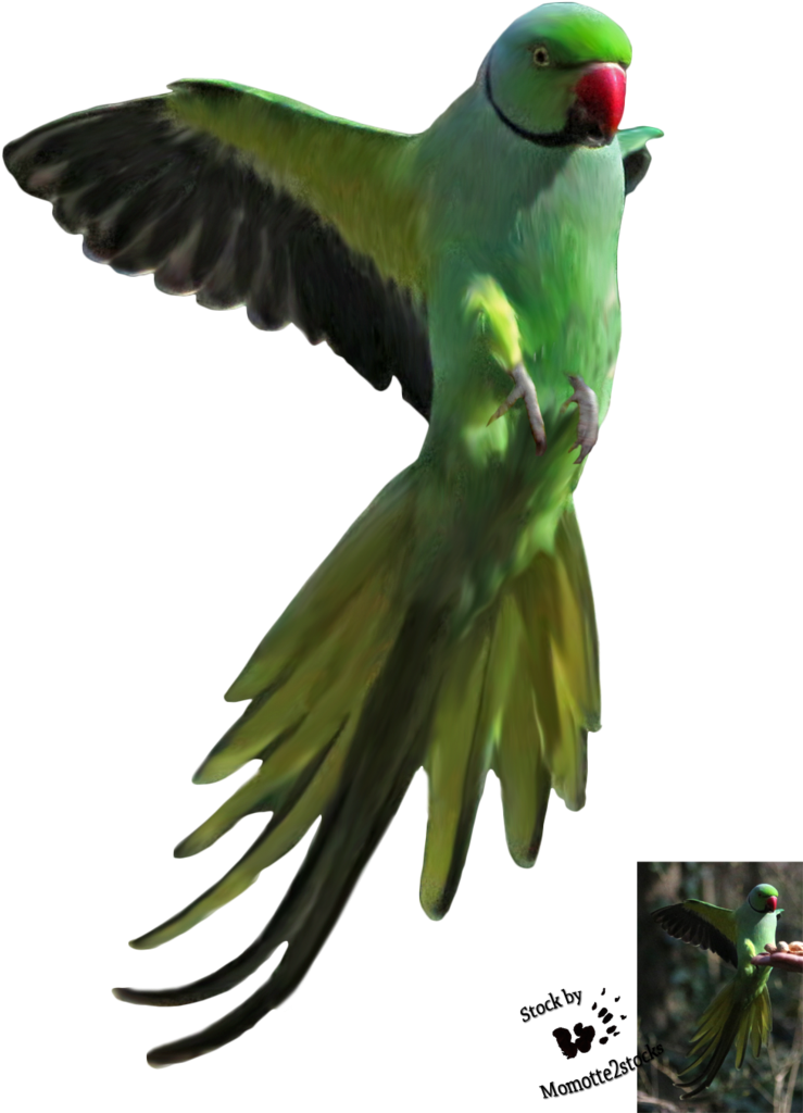 Download Parrot Cut Out - Green Parrot Flying Png - Full Size PNG Image ...