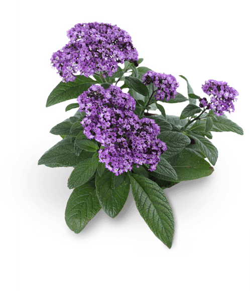 Download Heliotrope Png - Full Size PNG Image - PNGkit