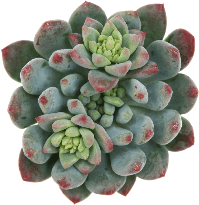 Download Echeveria Blue Elf - Full Size PNG Image - PNGkit