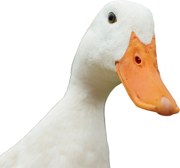 Download Duck Quack Png - Duck - Full Size PNG Image - PNGkit