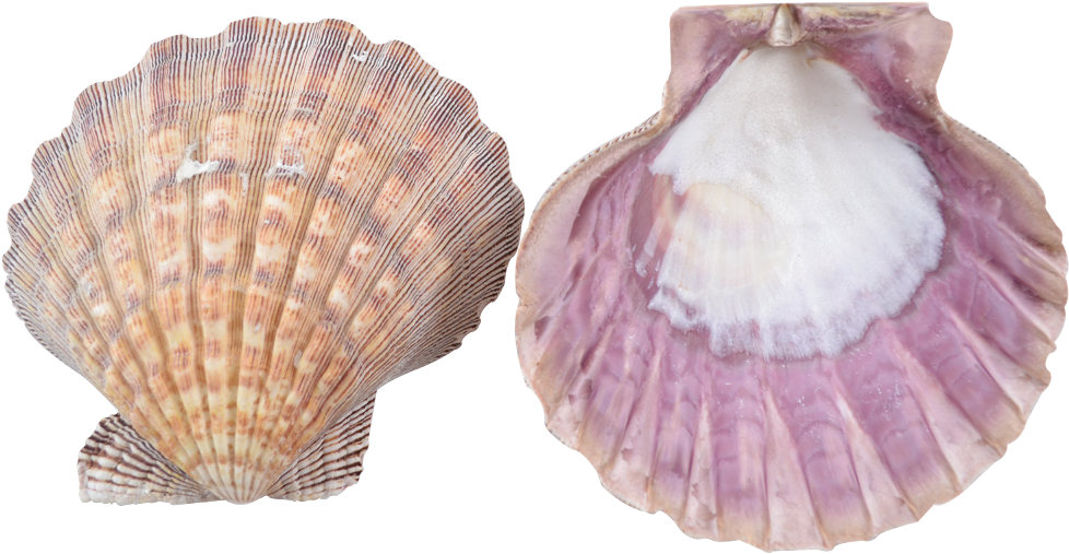 Download Scallop Shell - Full Size PNG Image - PNGkit