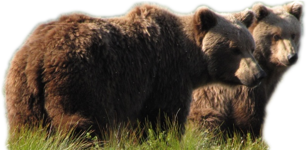 Download Go To Image - .net - Full Size PNG Image - PNGkit