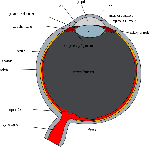 Download Schematic Diagram Of The Human Eye With English Annotations ...