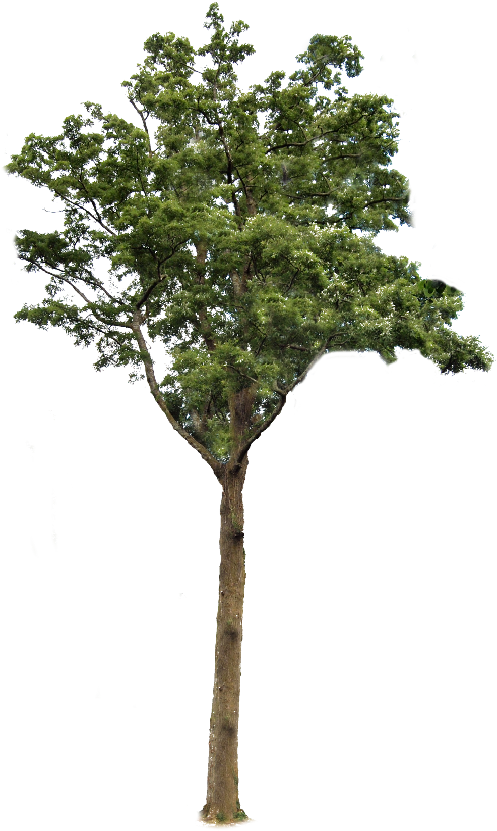 Download Transparent Tree 2 Png - Trees With Transparent Background ...