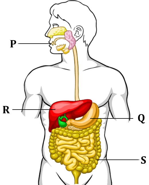 Download Figure Shows The Human Digestive System - Class 7 Human ...