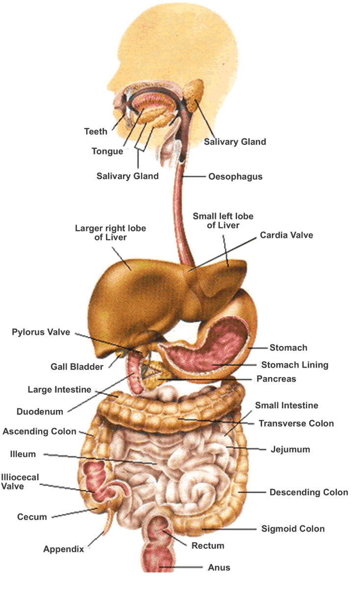 Download Human Digestive System - Path Of Food Through - Full Size PNG ...