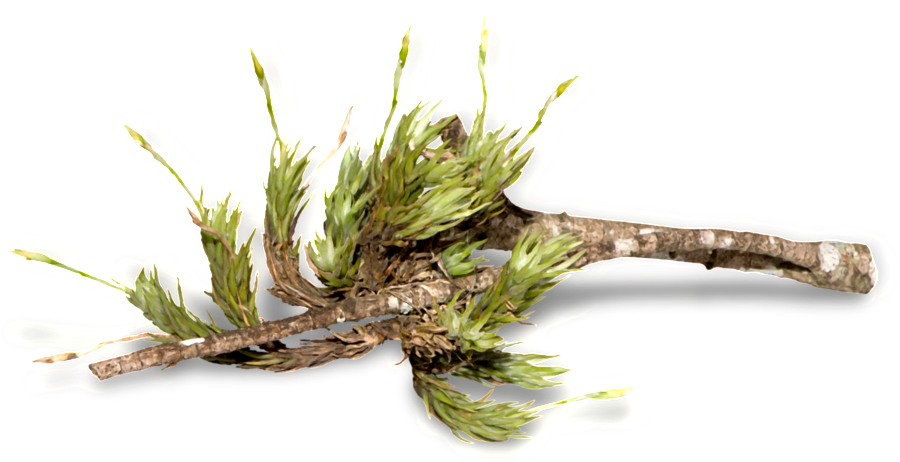 Download Forest Trees Transparent - Twig - Full Size PNG Image - PNGkit