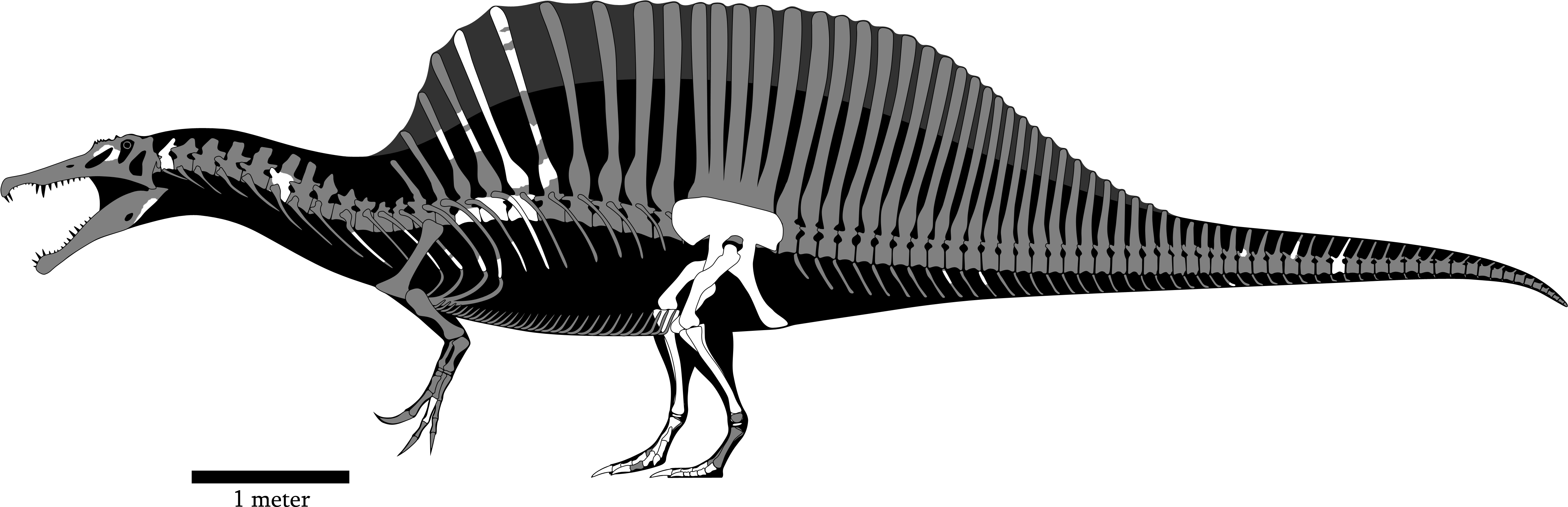 Download Iphg - Fsac Kk 11888 Spinosaurus - Full Size PNG Image - PNGkit