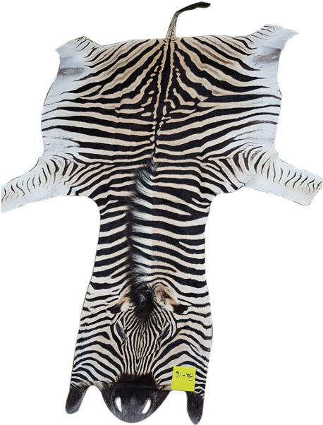 Download Zebra Skin Pa-16 - Zebra - Full Size PNG Image - PNGkit