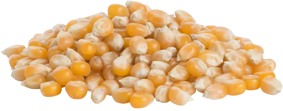 Download Corn Kernels - Full Size PNG Image - PNGkit