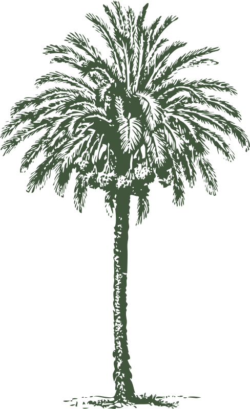 Download Date - Date Palm Tree Diameter - Full Size PNG Image - PNGkit