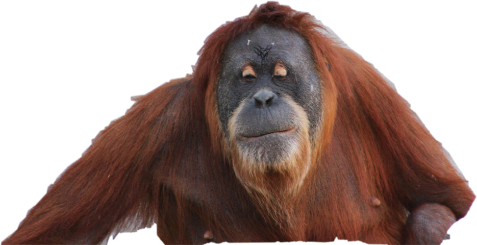 Download Monkey - Full Size PNG Image - PNGkit