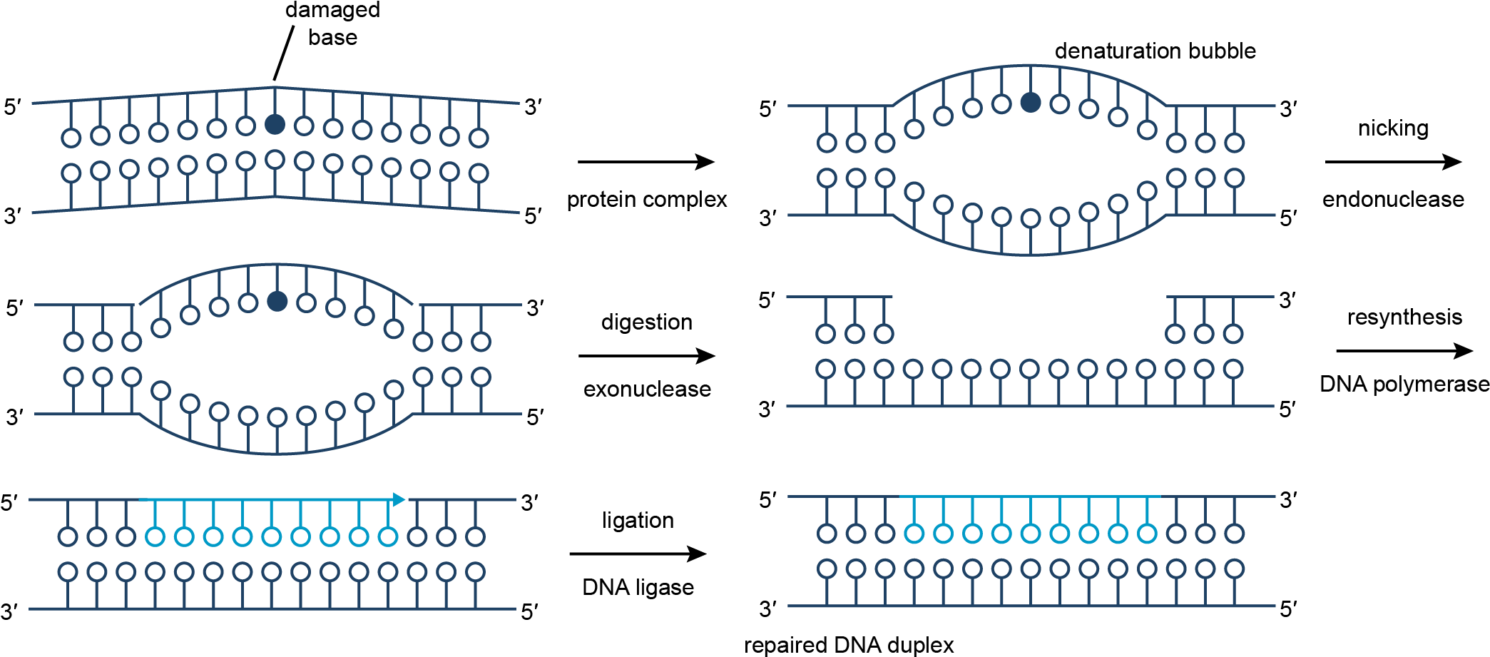 Download Dna Nucleotide Excision Repair - Mismatch Repair Vs Nucleotide ...