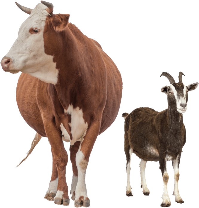 Download The Lives Of Millions Of People Depend On The Health - Food ...