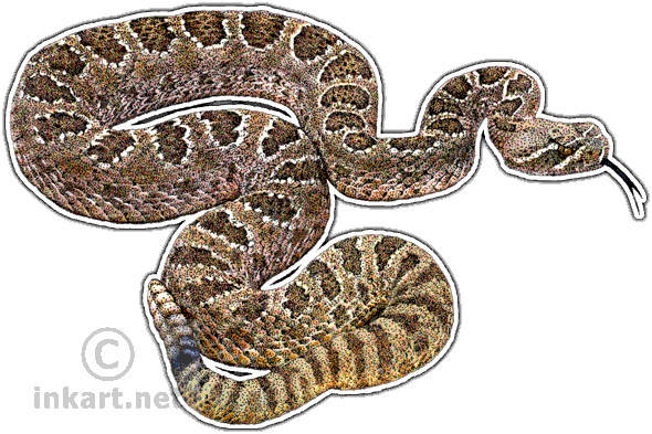 Download Wildlife Art - Prairie Rattlesnake Drawing - Full Size PNG ...