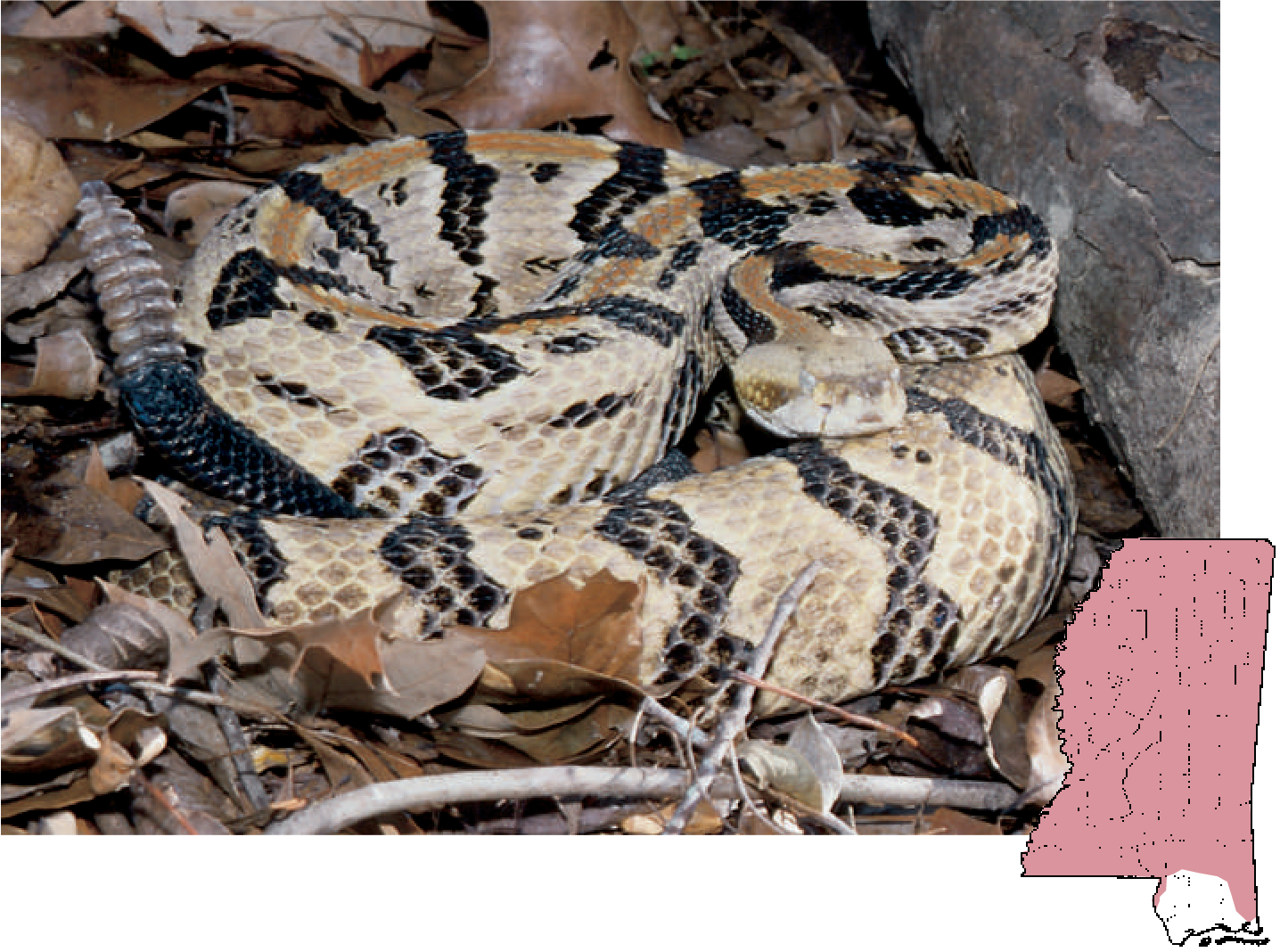 Download Canebrake Rattlesnake Crotalus Horridus - Ground Rattlesnake ...