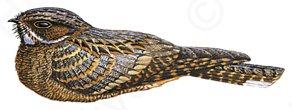 Download Madagascar Nightjar - Crocodile - Full Size PNG Image - PNGkit
