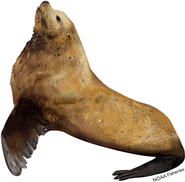 Download Steller Sea Lion - Full Size PNG Image - PNGkit