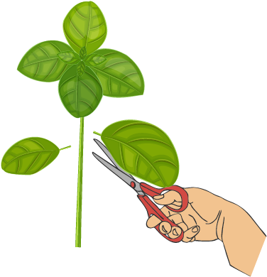 Download Cut Branches - Cutting Plant Png - Full Size PNG Image - PNGkit