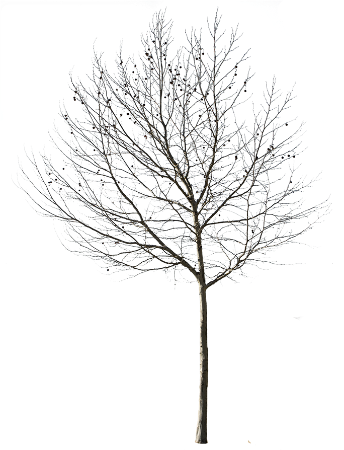 Download Cut Out Tree Photo With Transparent Background Clipart ...