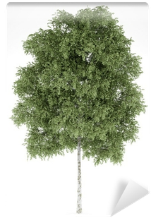 Download Silver Birch Tree Png - Birch - Full Size PNG Image - PNGkit