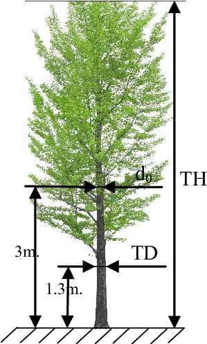 Download The Model Of Linear Dimensions Of A Tree - Front View Tree Png ...
