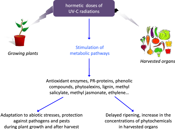 Download Summary Of The Expected Effects Of Hormetic Doses Of - Getting ...