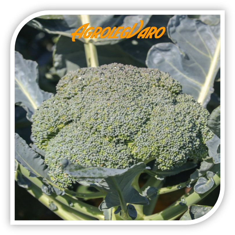 Download Seminte De Broccoli Batory F1 - Broccoli - Full Size PNG Image ...