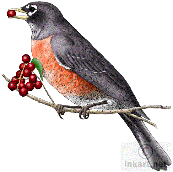 Download American Robin Png Photos - Connecticut Animal - Full Size PNG ...