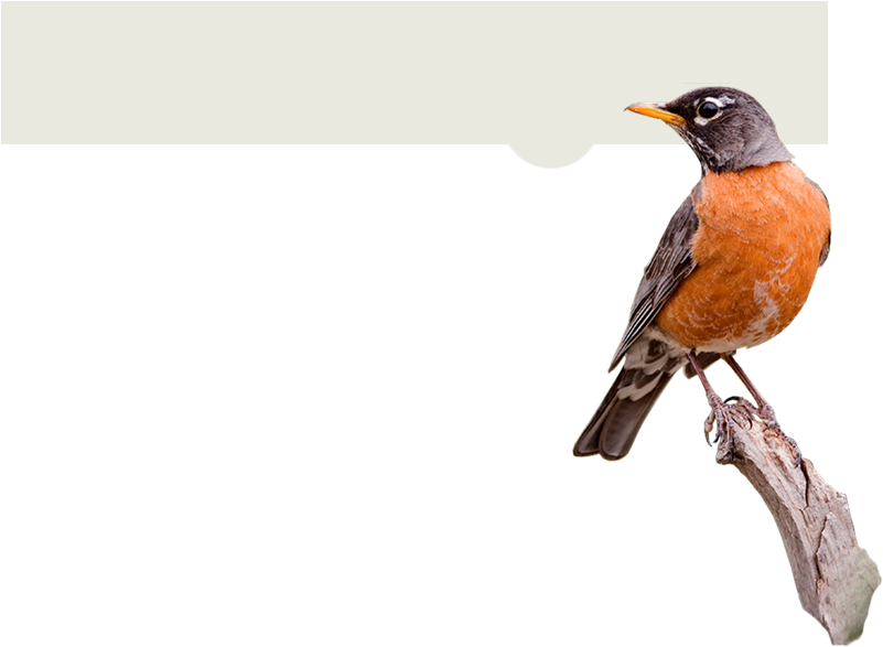 Download Robin - Full Size PNG Image - PNGkit