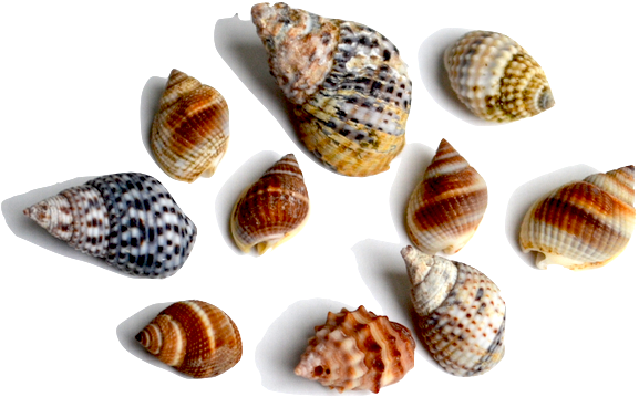 Download This Family Of Gastropods Includes A Large Variety - Shell ...