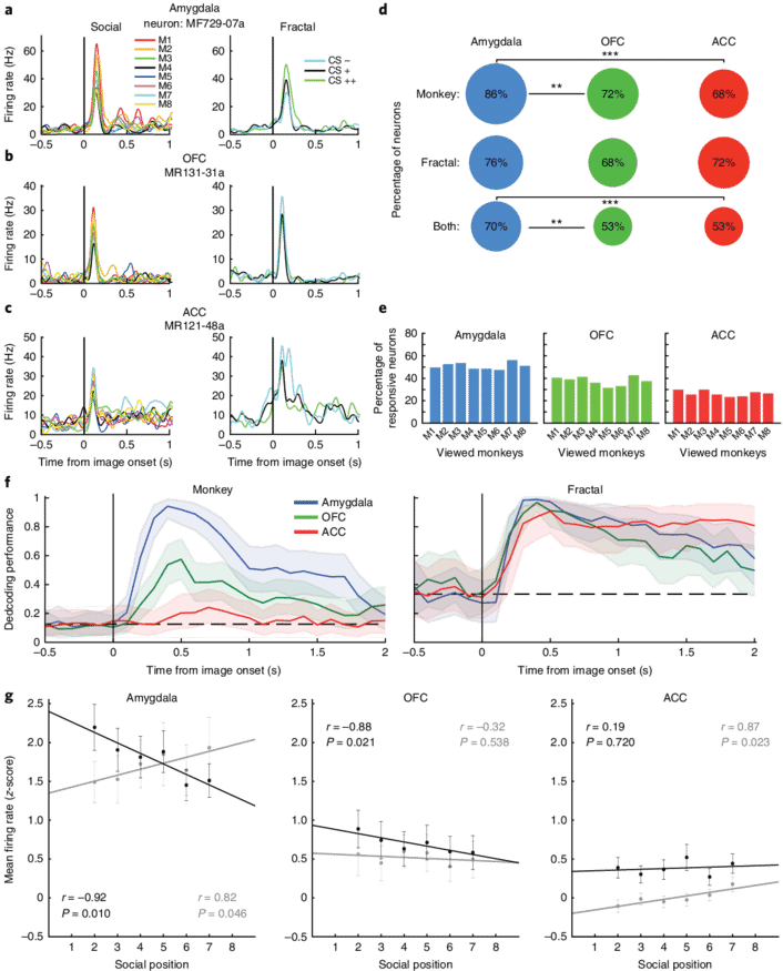 Download Example Neurons From The Amygdala , Ofc (b) And Acc - Diagram ...