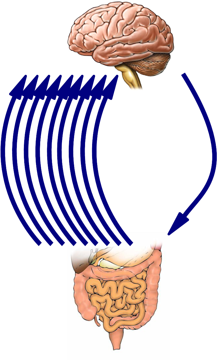 Download El Segundo Cerebro - Illustration - Full Size PNG Image - PNGkit
