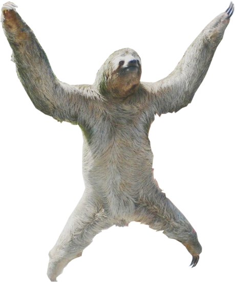 Download Ok - Sloth Png - Full Size PNG Image - PNGkit