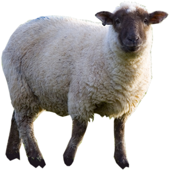 Download Sheep - Sheep Png - Full Size PNG Image - PNGkit